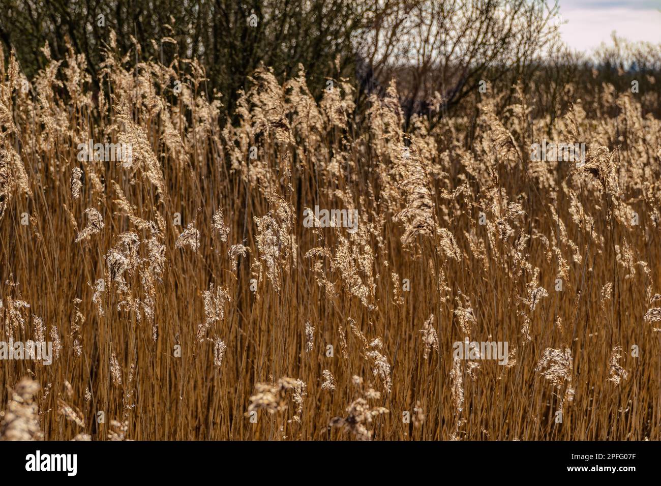 Protected nature wildlife reserve Vejlerne in North West Denmark Stock ...