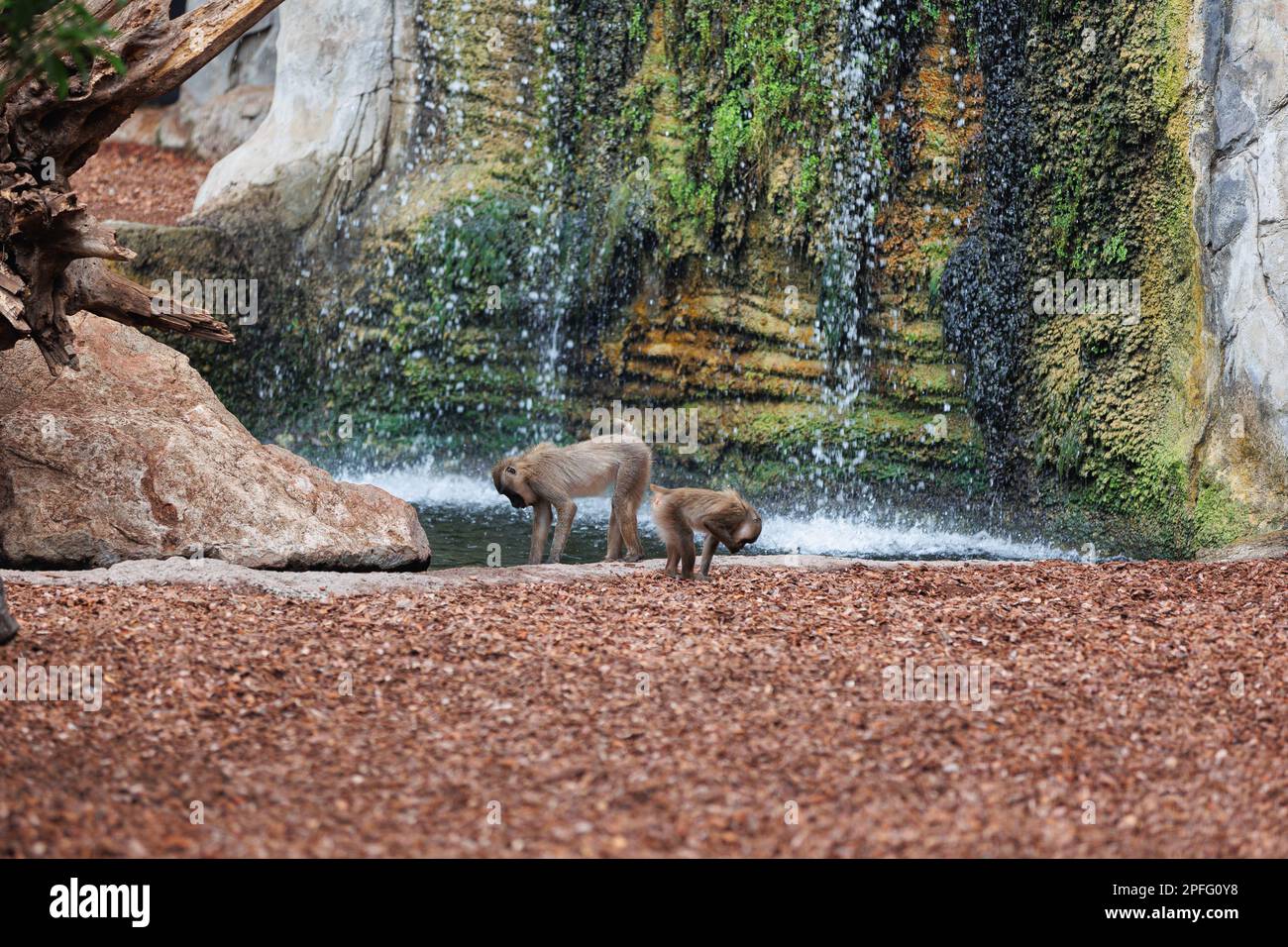 Old World Monkey, family of Primates known taxonomically as the ...