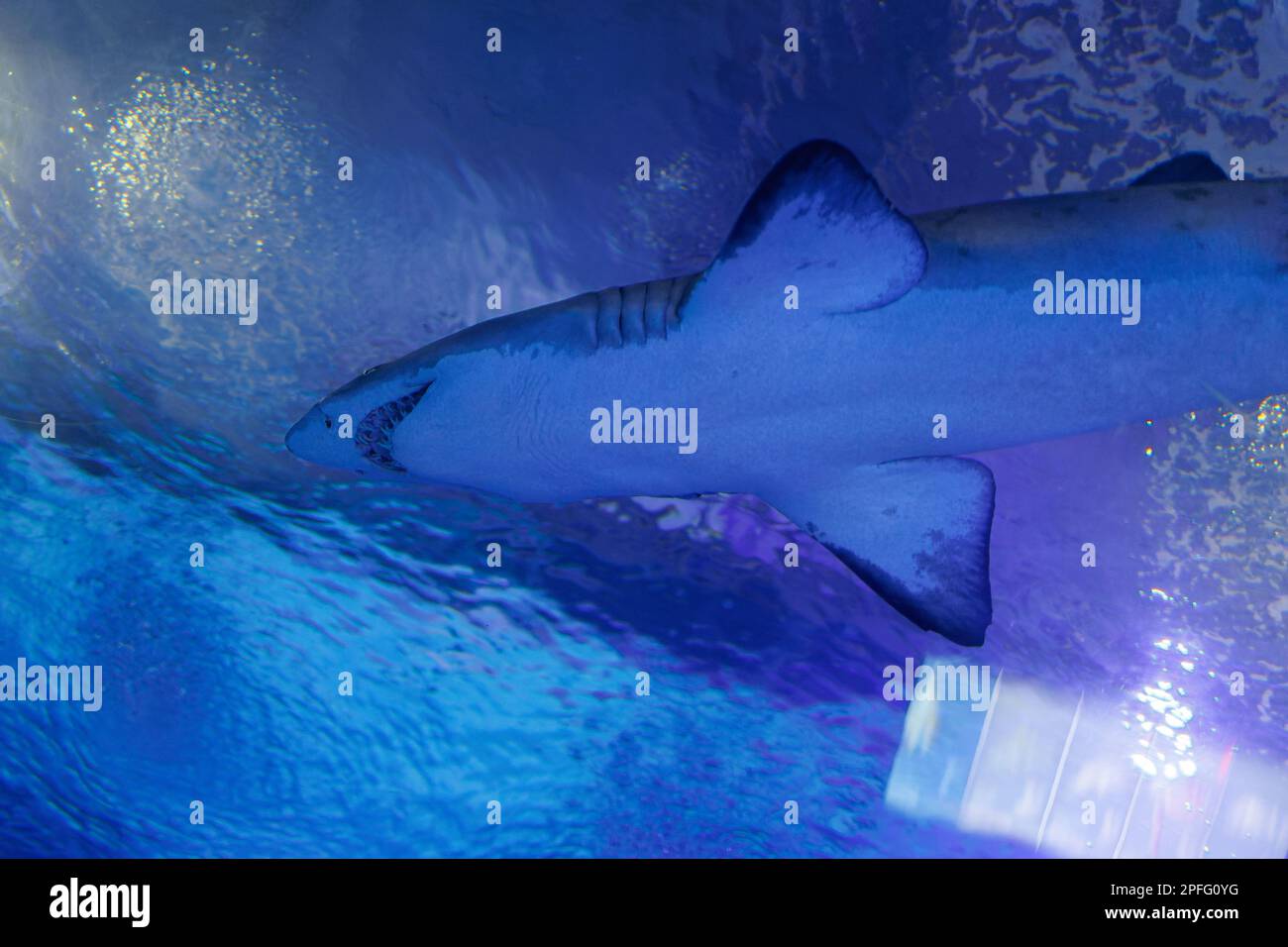 Medium Sized Shark inside an Aquarium, Fish Theme Stock Photo - Alamy