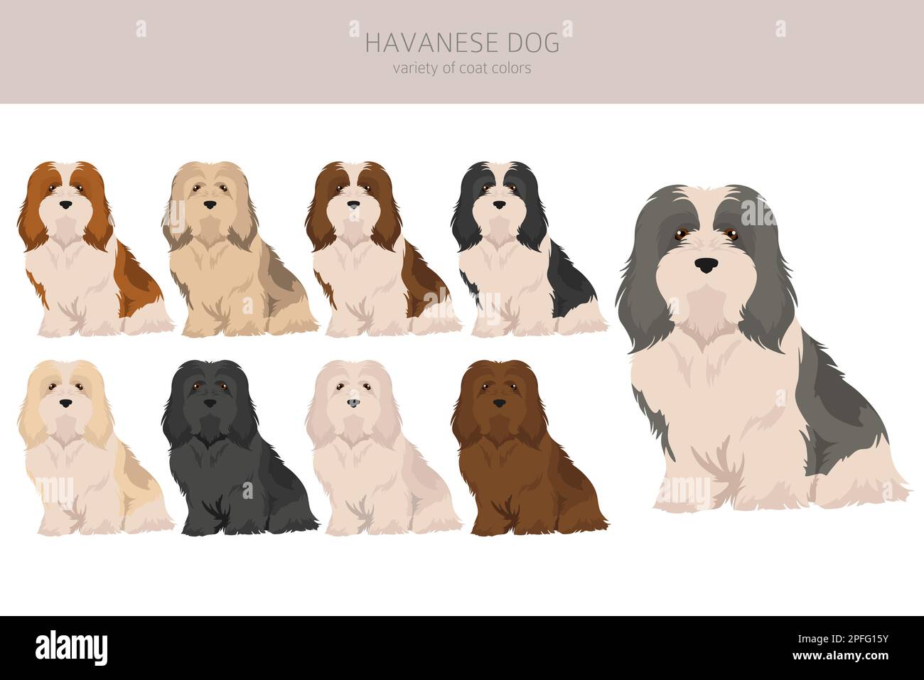 Havanese dog clipart. Different poses, coat colors set. Vector ...