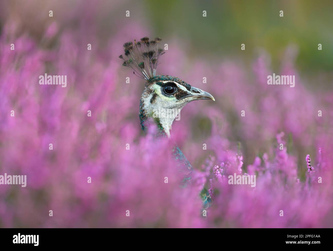 Portrait of a colourful Peahen in pink heather, UK Stock Photo - Alamy