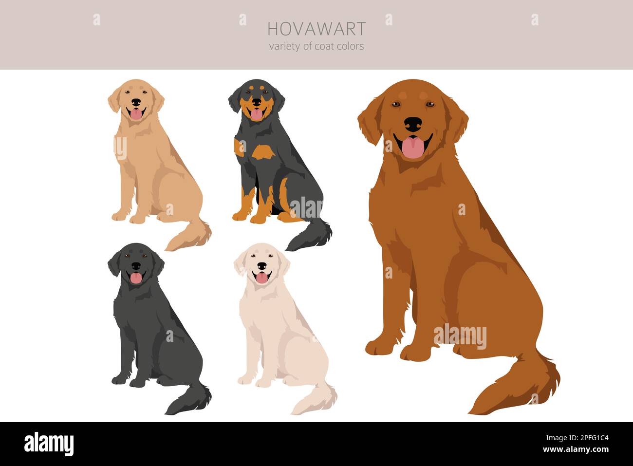 Hovawart dog clipart. Different poses, coat colors set. Vector ...