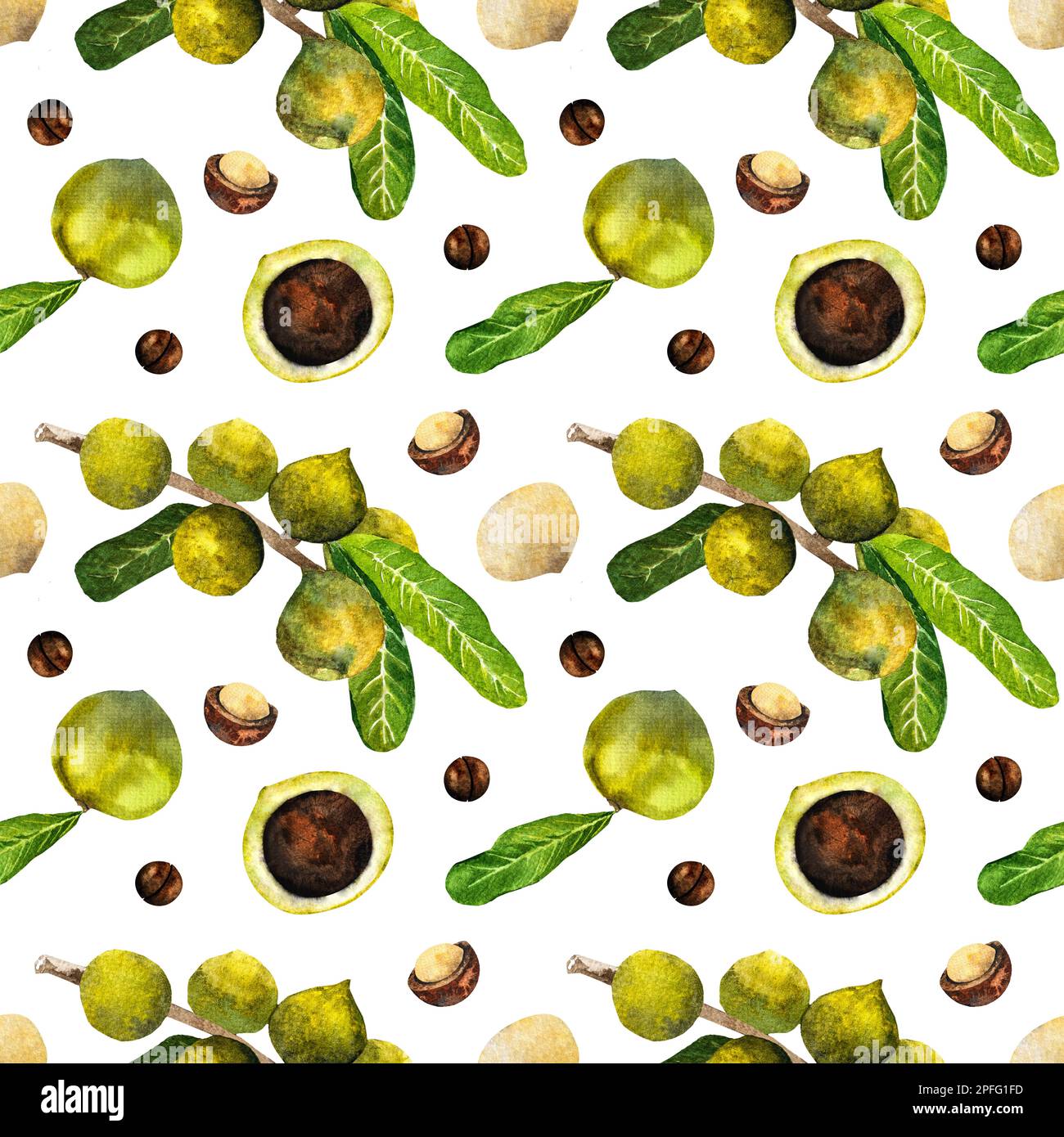 Macadamia nut watercolor. Clipart watercolor macadamia nuts. To create ...