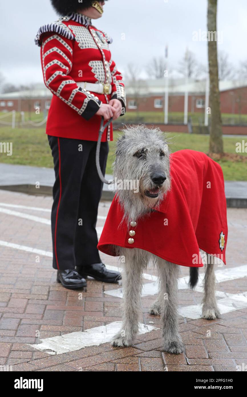 Irish Wolf Hound 'Turlough Mor' (aka Seamus), regimental mascot of the ...