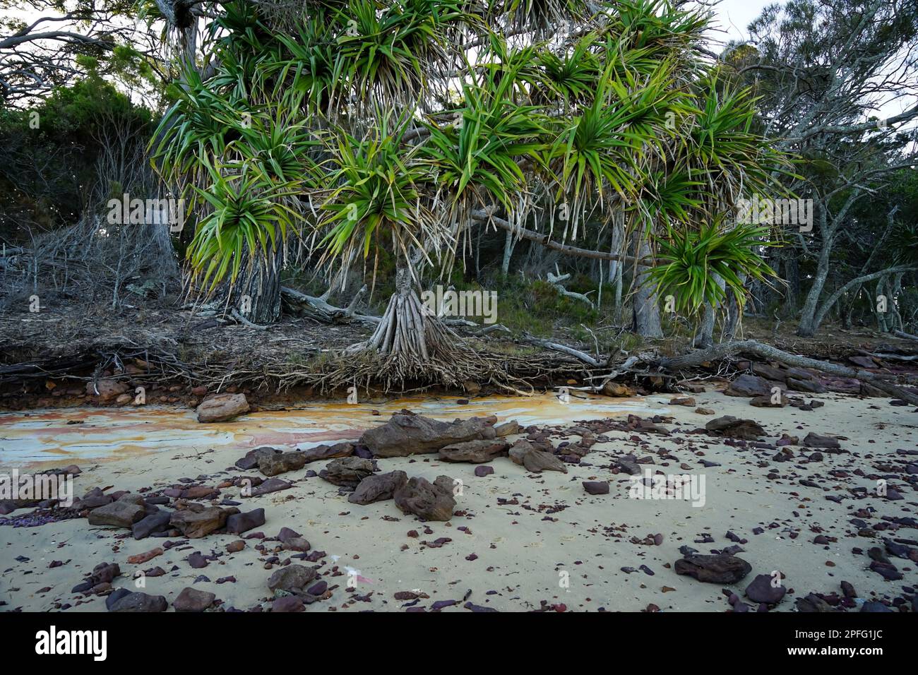 Pandanus tree growing at the edge of a beach affected by tidal erosion ...