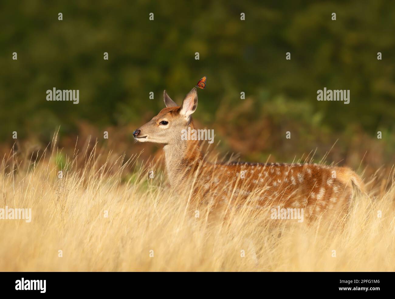 Close up of a Fallow deer calf with a butterfly on an ear in meadow in ...