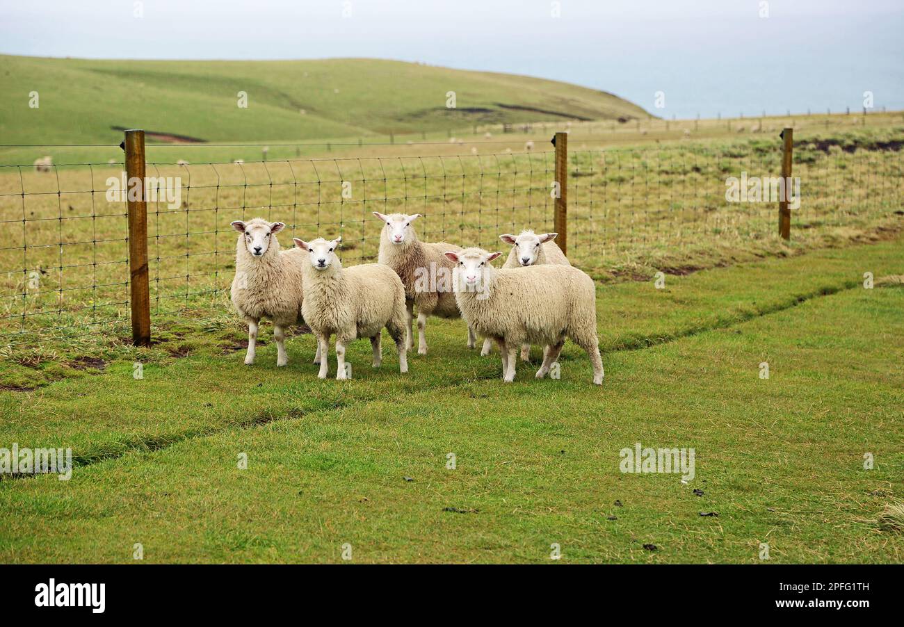 Five sheep watching me - New Zealand Stock Photo - Alamy