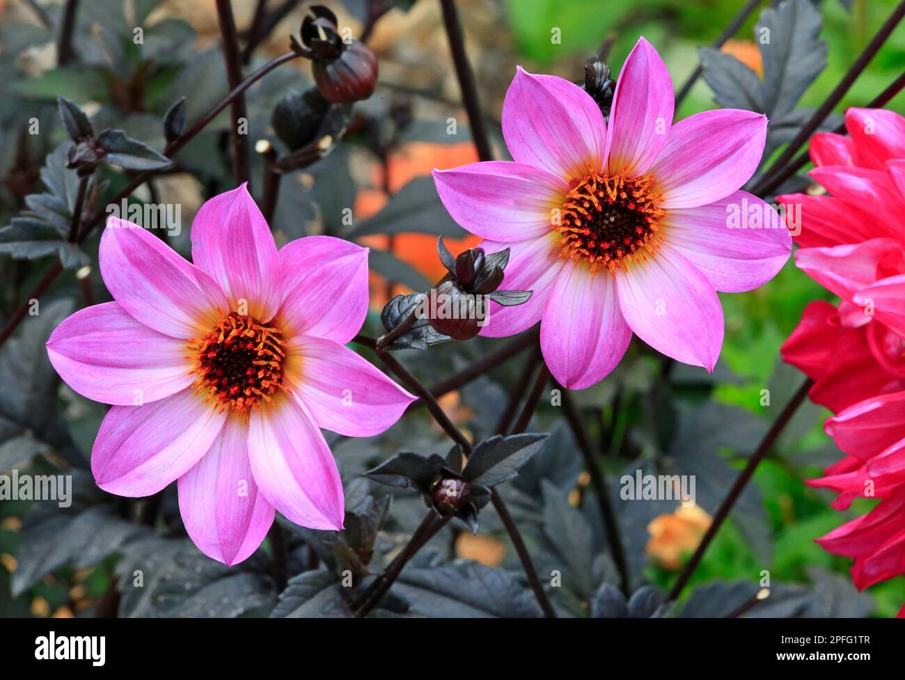 Two magenta star Dahlia flowers Stock Photo - Alamy