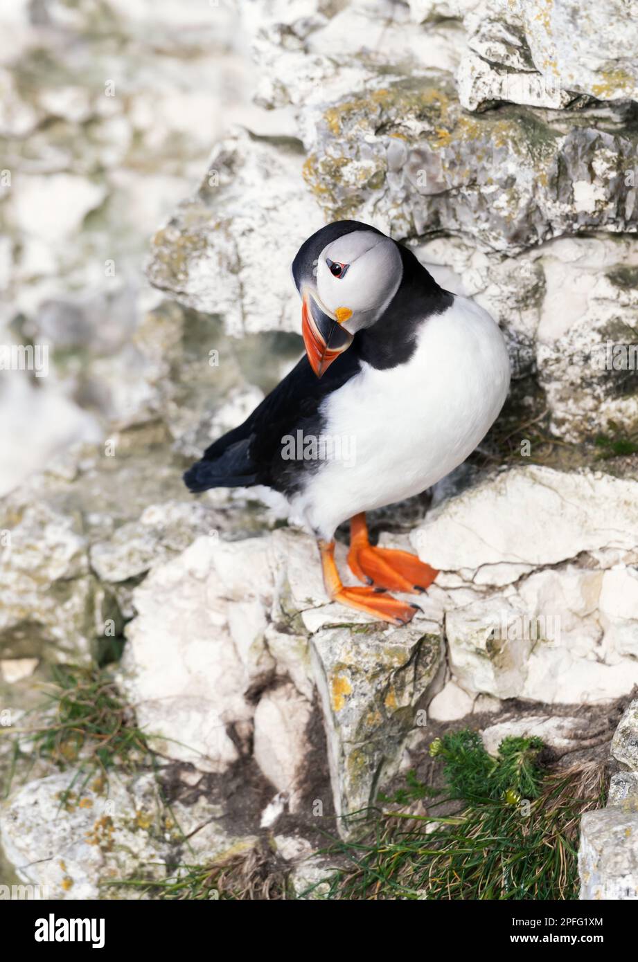 Puffin cliff nest hi-res stock photography and images - Alamy