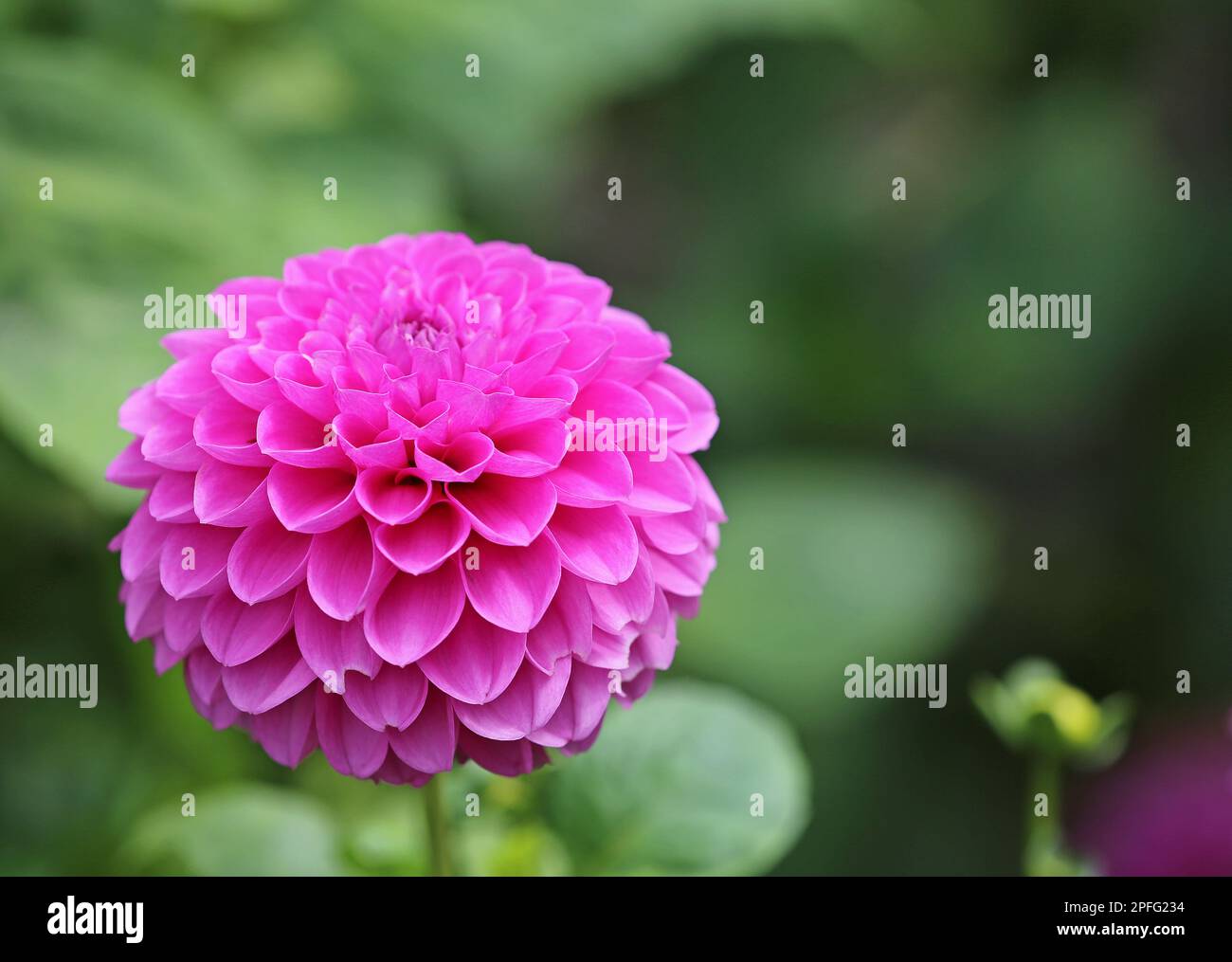 Orange spherical blossom hi-res stock photography and images - Alamy