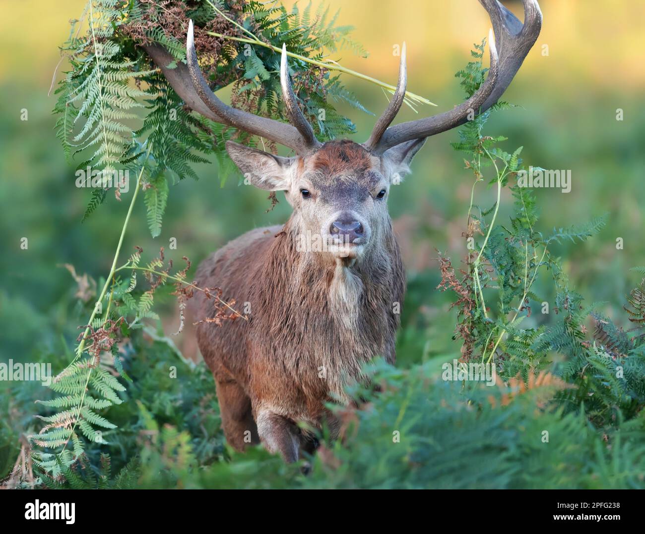 Close up of a red deer stag with bracken on antlers, UK Stock Photo - Alamy