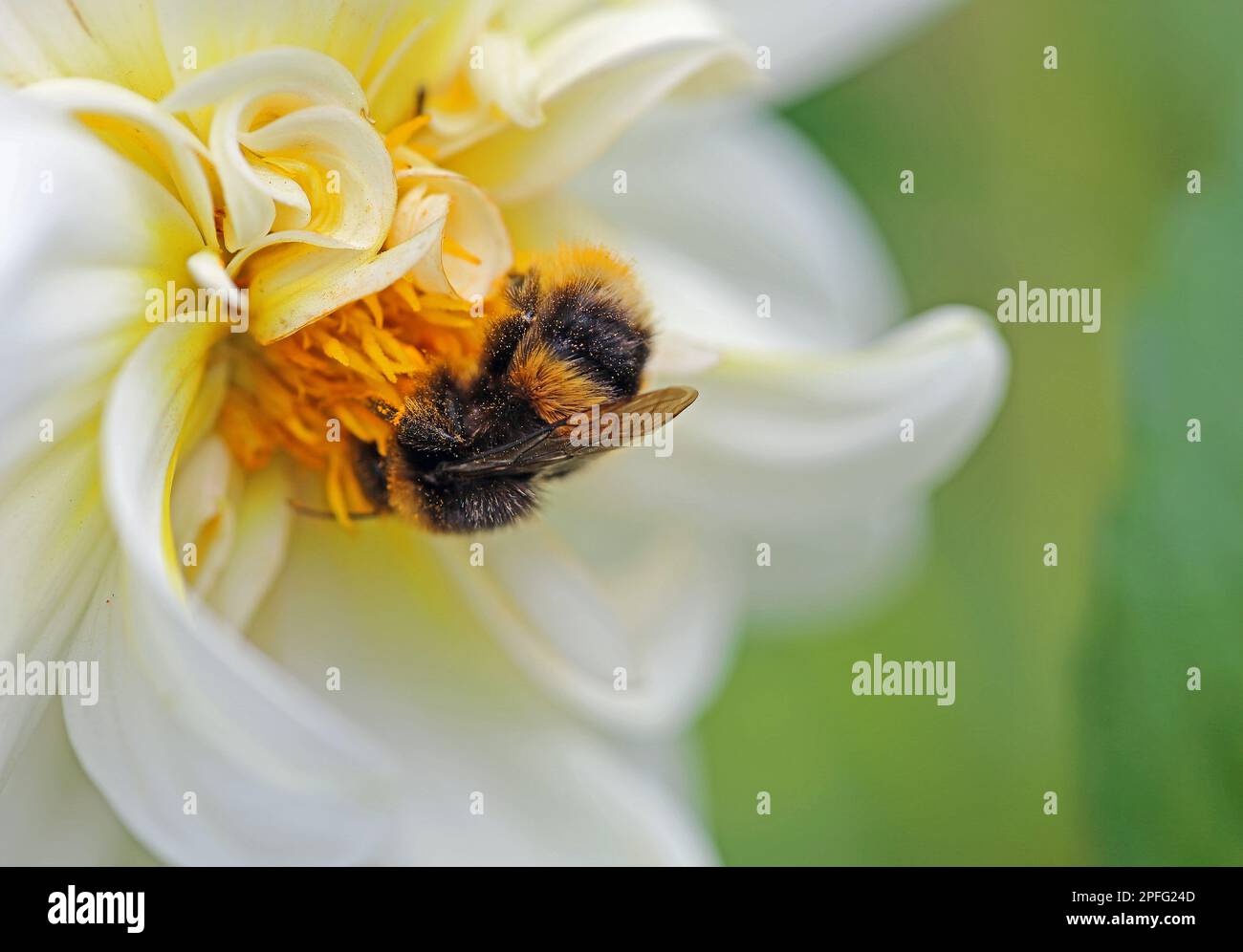 Lily flower bee hi-res stock photography and images - Alamy
