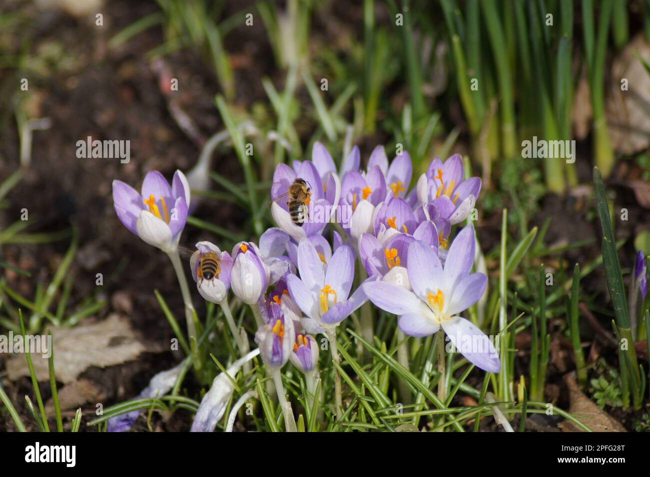Wild bees in spring foraging in purple crocuses Stock Photo - Alamy