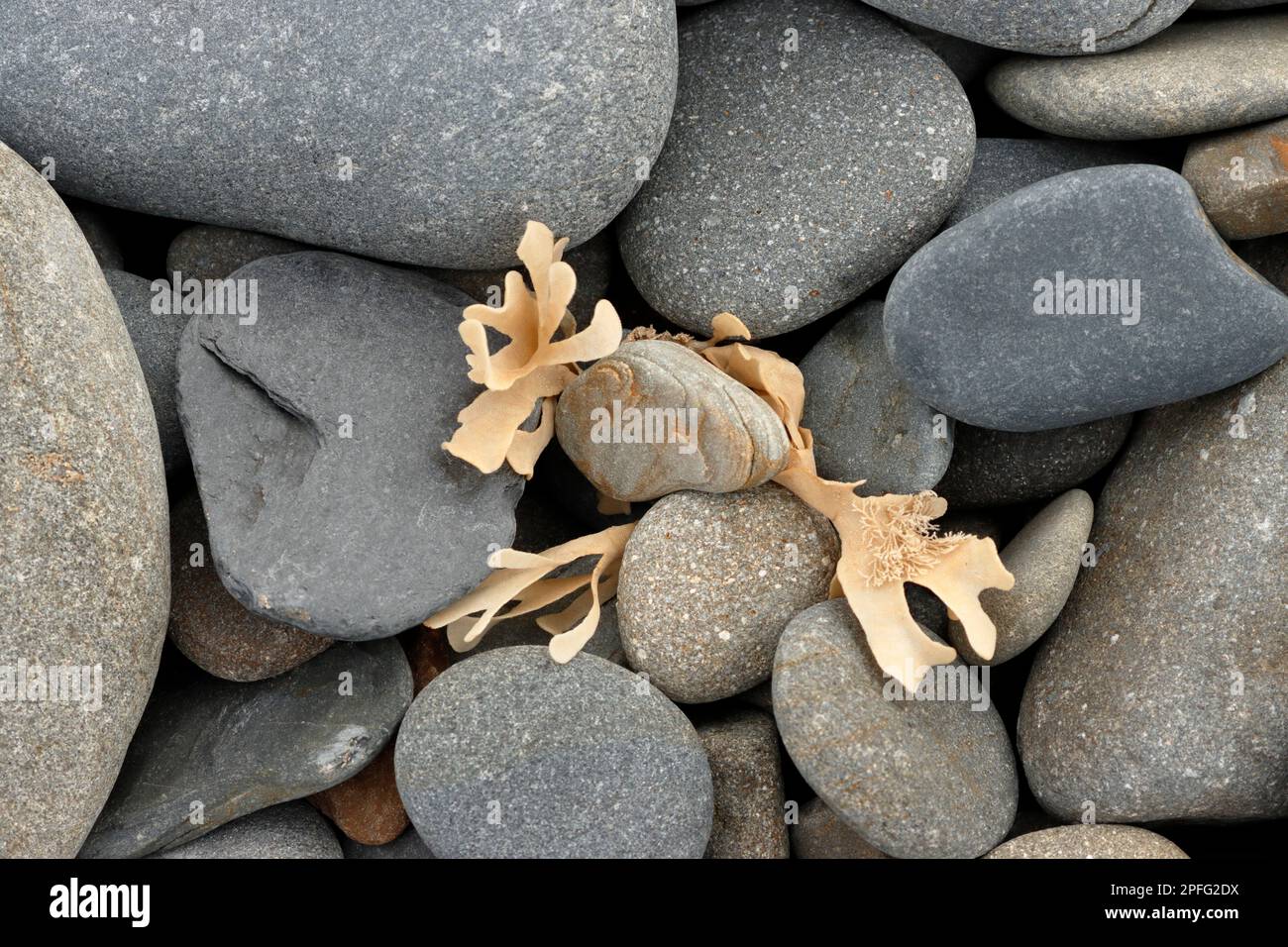 Close up deetails of stones worn into smooth shapes by the tidal ...