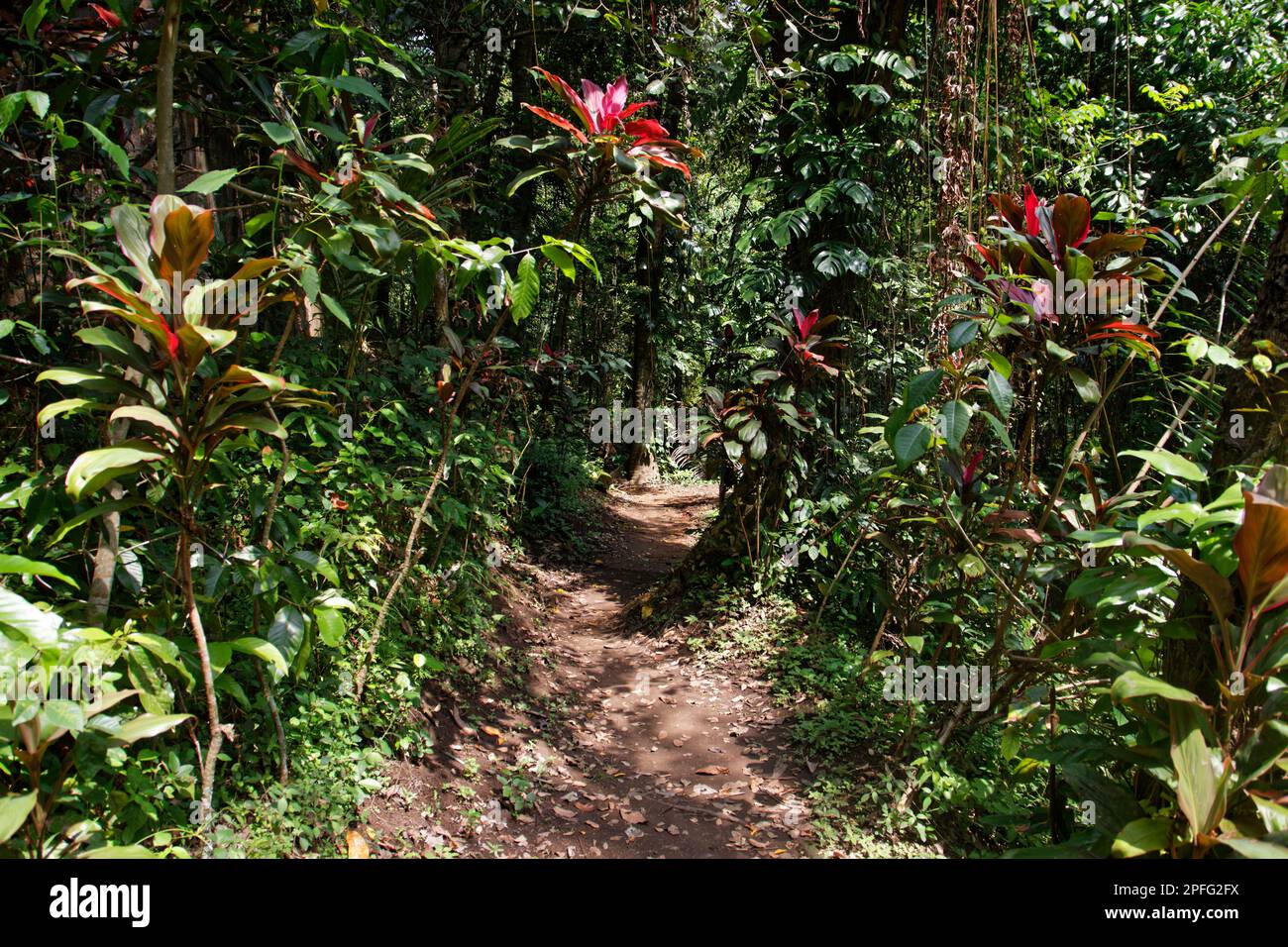 Local flora and fauna near the Elephant Cave in Bali, Indonesia Stock ...