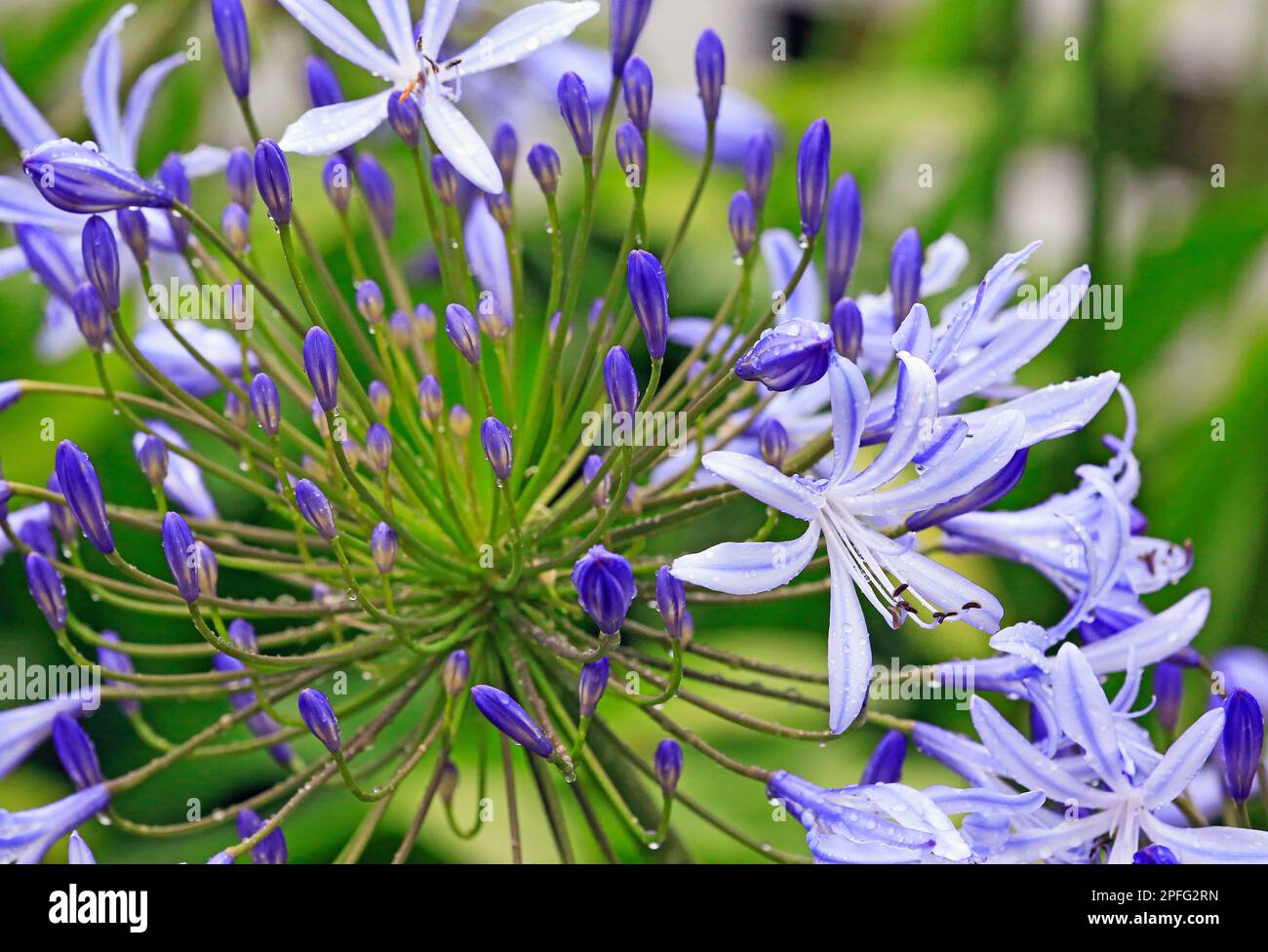 Close up agapanthus hi-res stock photography and images - Alamy