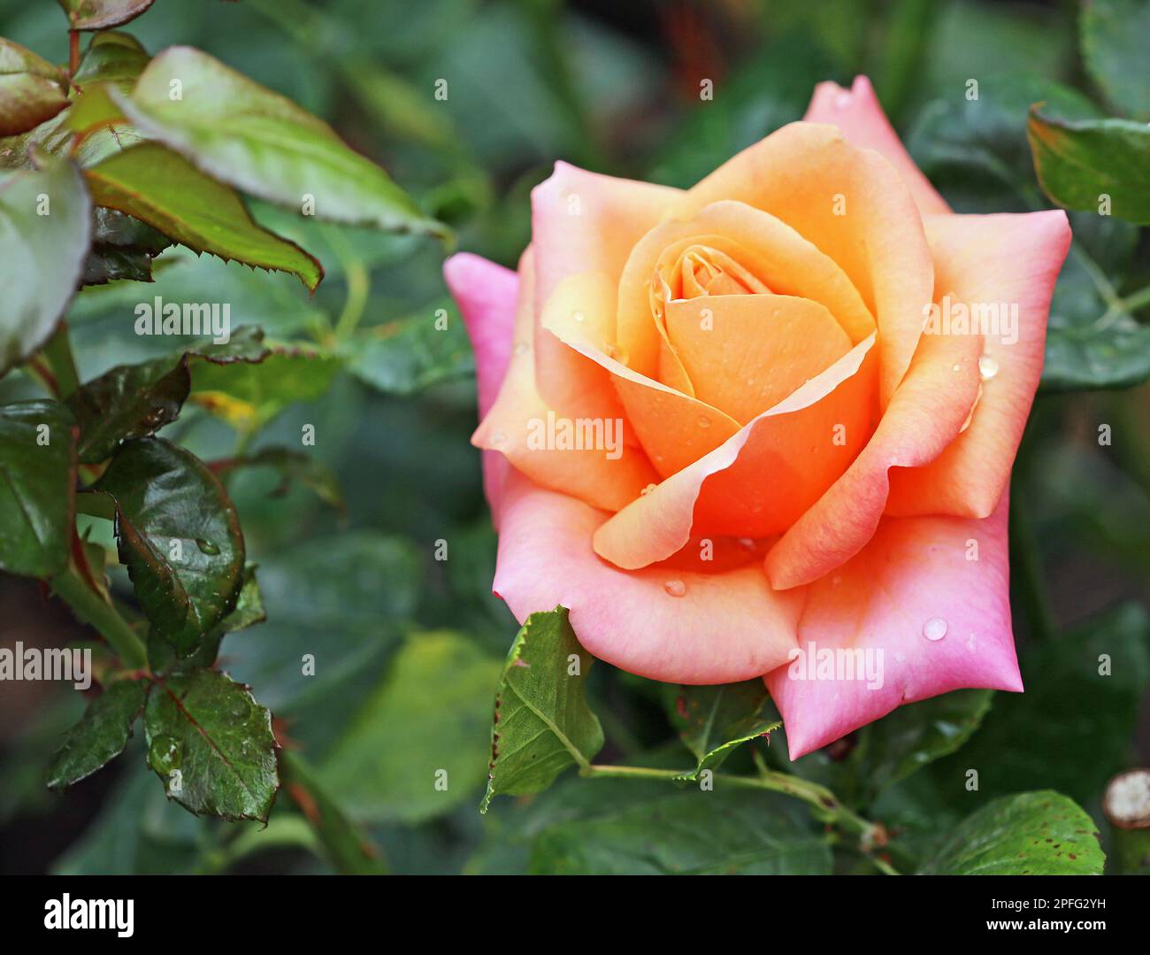 Orange pink Rose Stock Photo - Alamy