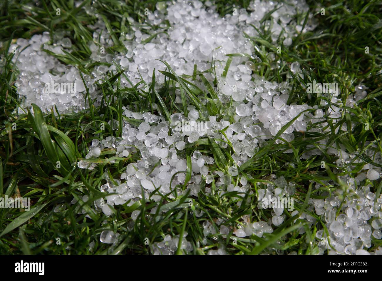 ice hail on wet green grass in summer or spring. Severe, dangerous ...