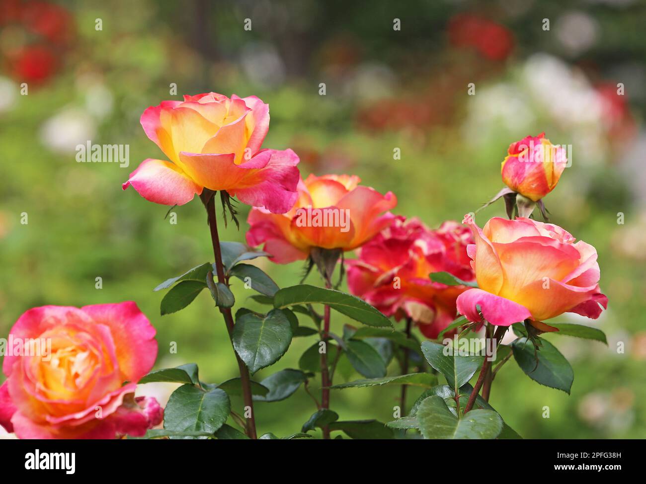 Yellow pink roses hi-res stock photography and images - Alamy