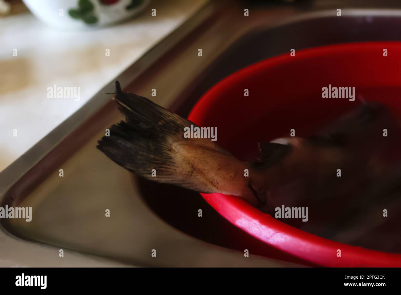 Defocus tail fish on big bowl. One large fresh raw gray fish herring ...