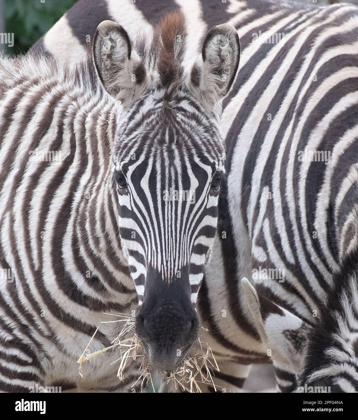 17 March 2023, Berlin: A zebra looks in the direction of visitors at ...