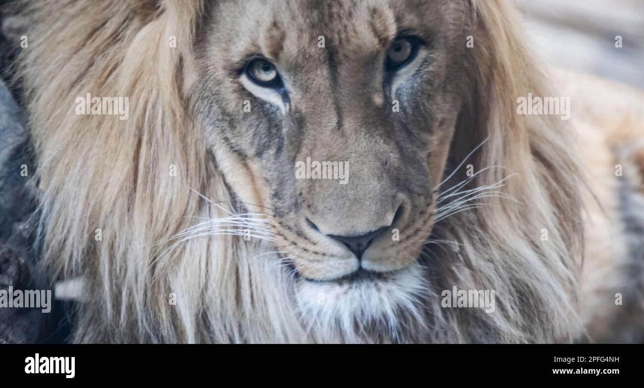 17 March 2023, Berlin: A lion watches visitors from its indoor ...