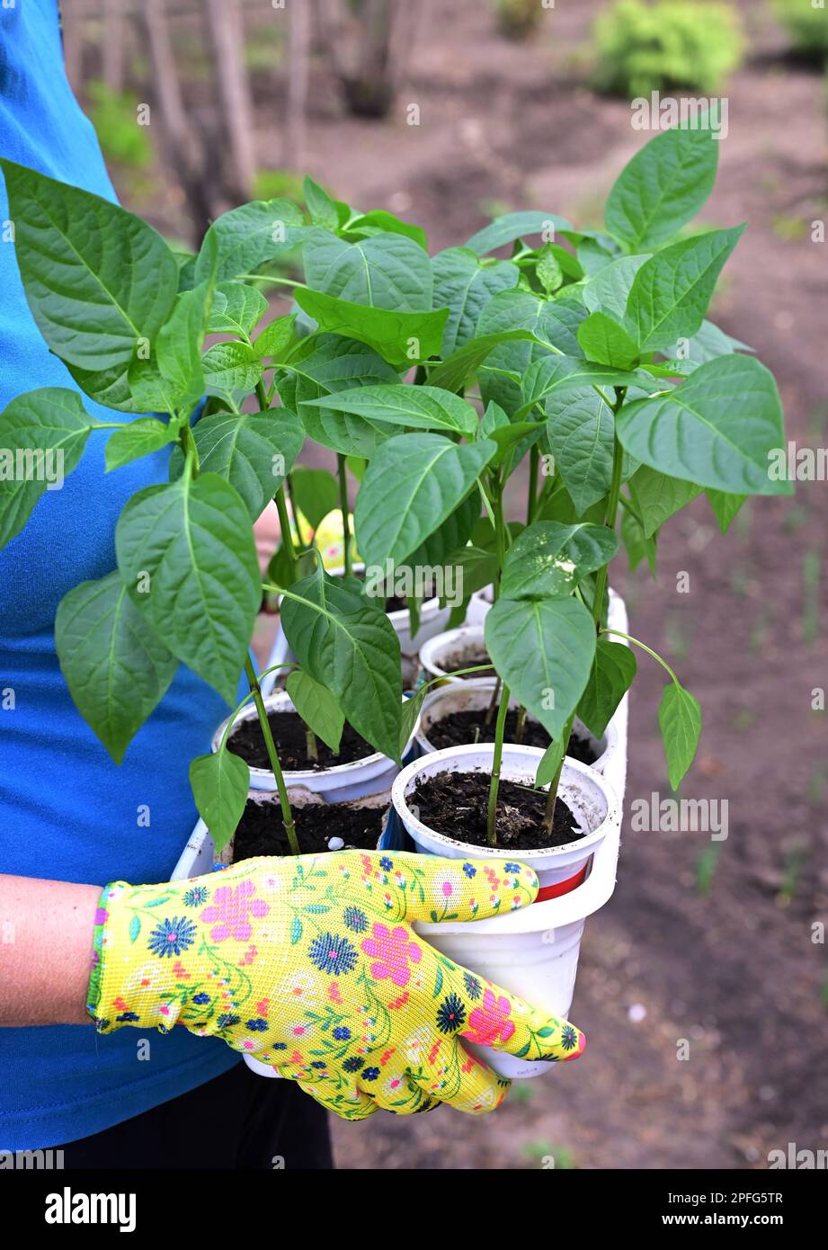 Pepper seedlings ready for transplanting. The concept of caring for ...