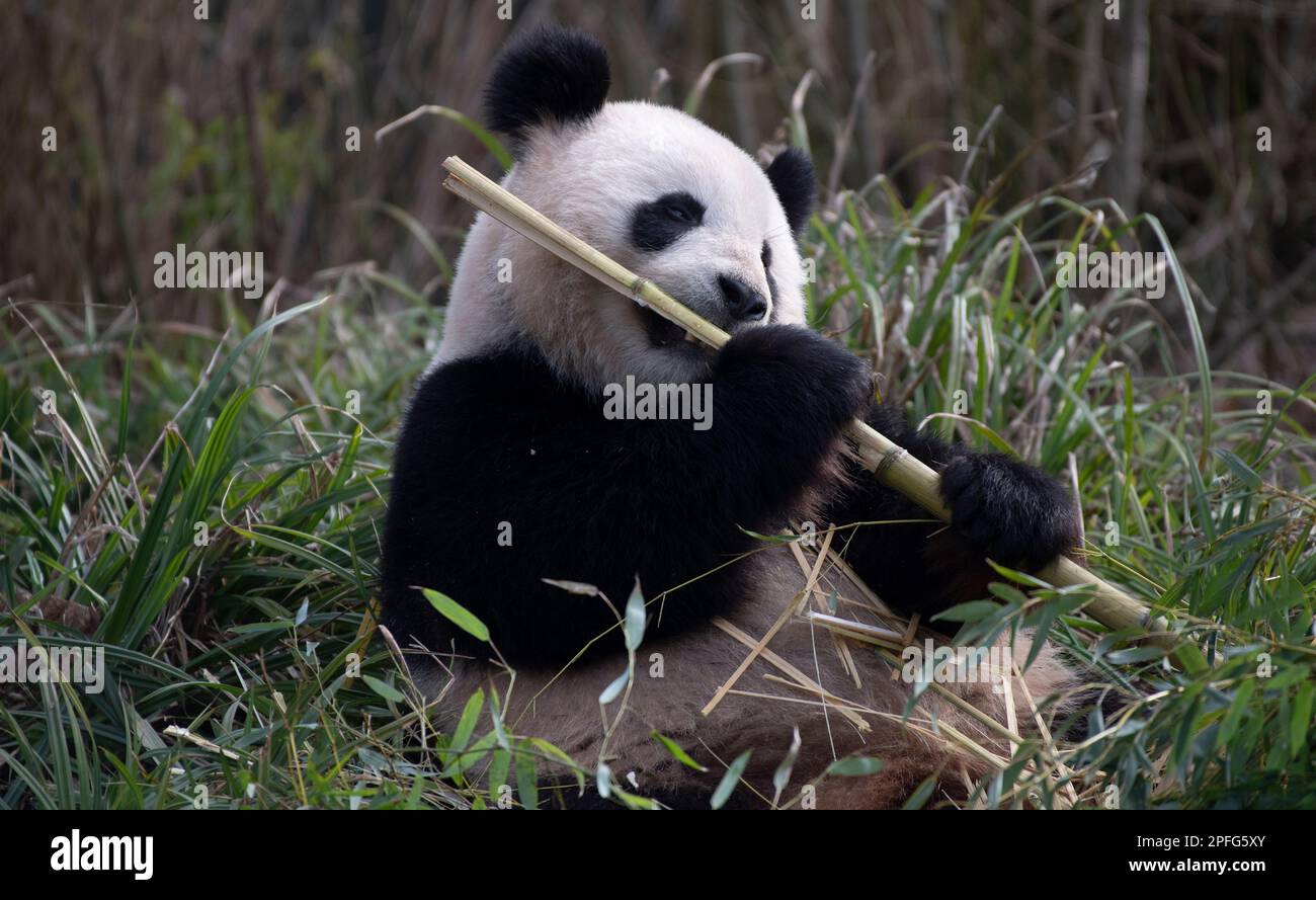 17 March 2023, Berlin: Panda lady Meng Meng enjoys her meal at Berlin ...