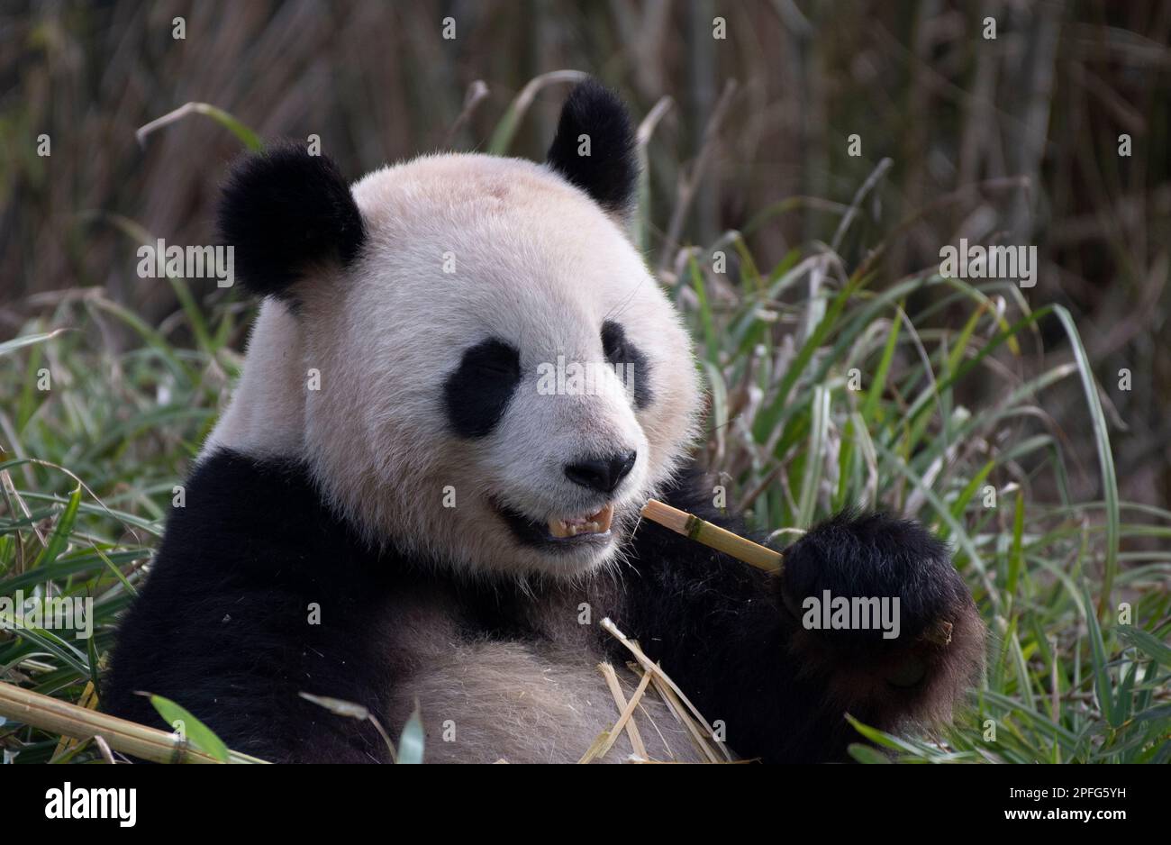 17 March 2023, Berlin: Panda lady Meng Meng enjoys her meal at Berlin ...
