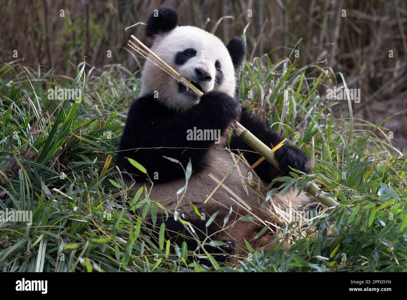 17 March 2023, Berlin: Panda lady Meng Meng enjoys her meal at Berlin ...
