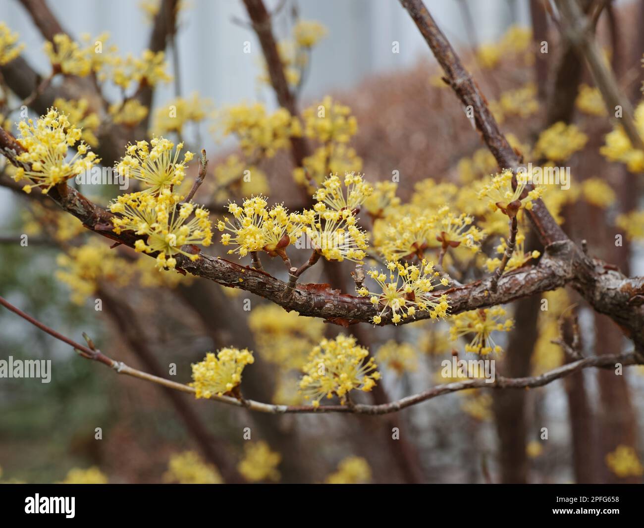 A close up shot of a tree branch with beautiful Cornus mas flower ...
