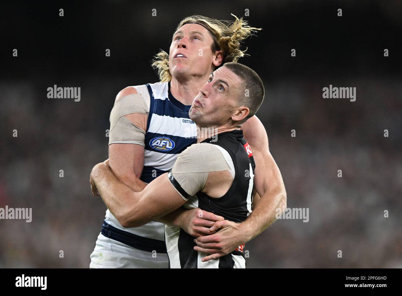 Rhys Stanley of Geelong (left) and Darcy Cameron of Collingwood contest ...