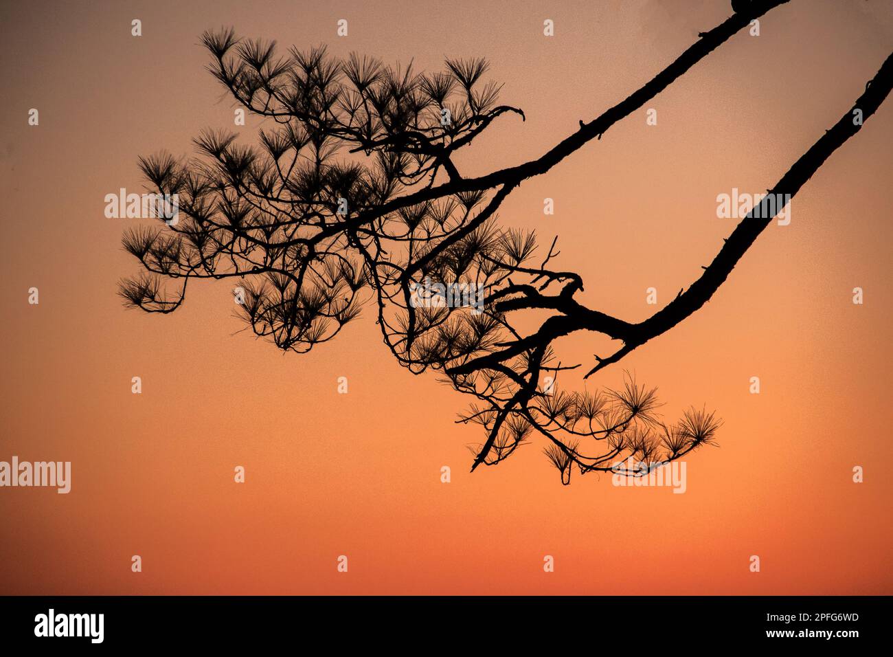 Tree silhouette With the sunrise light in the morning Stock Photo - Alamy