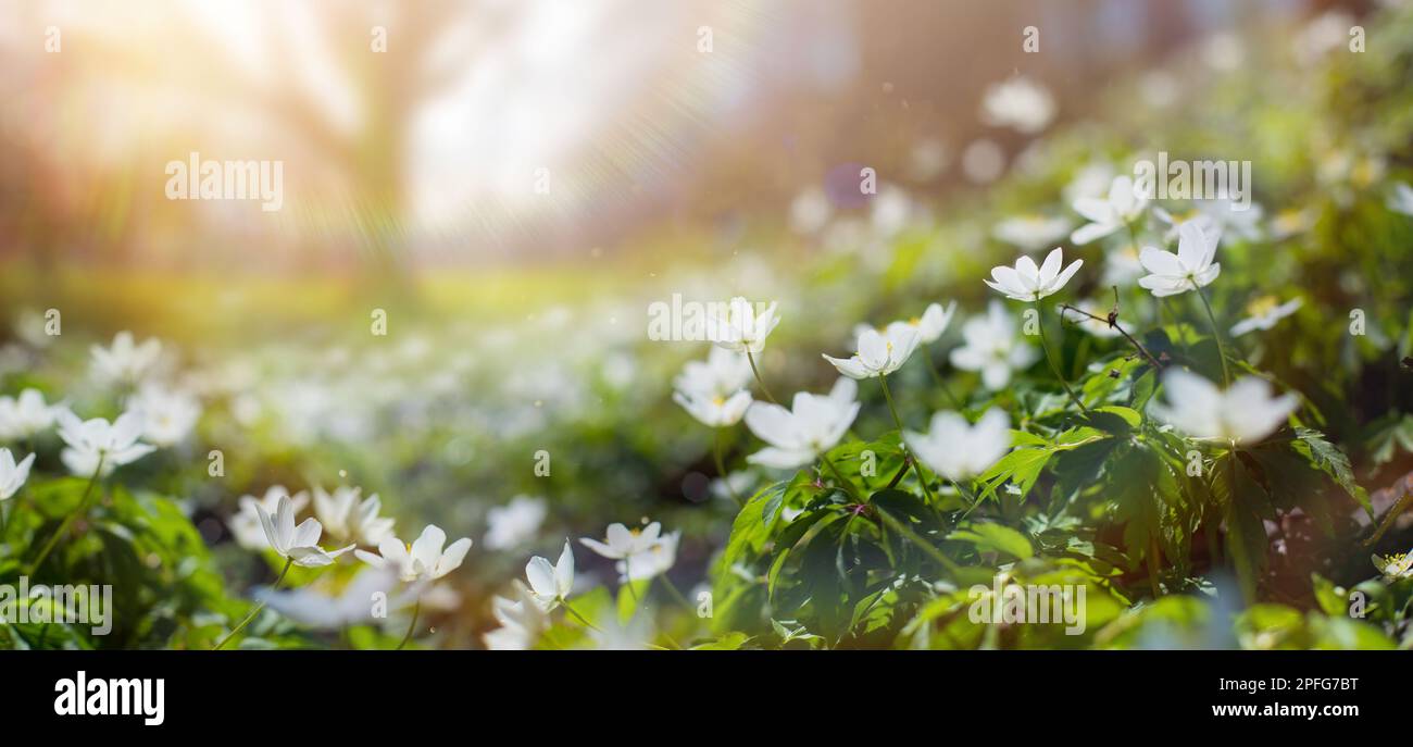 Animone hi-res stock photography and images - Alamy