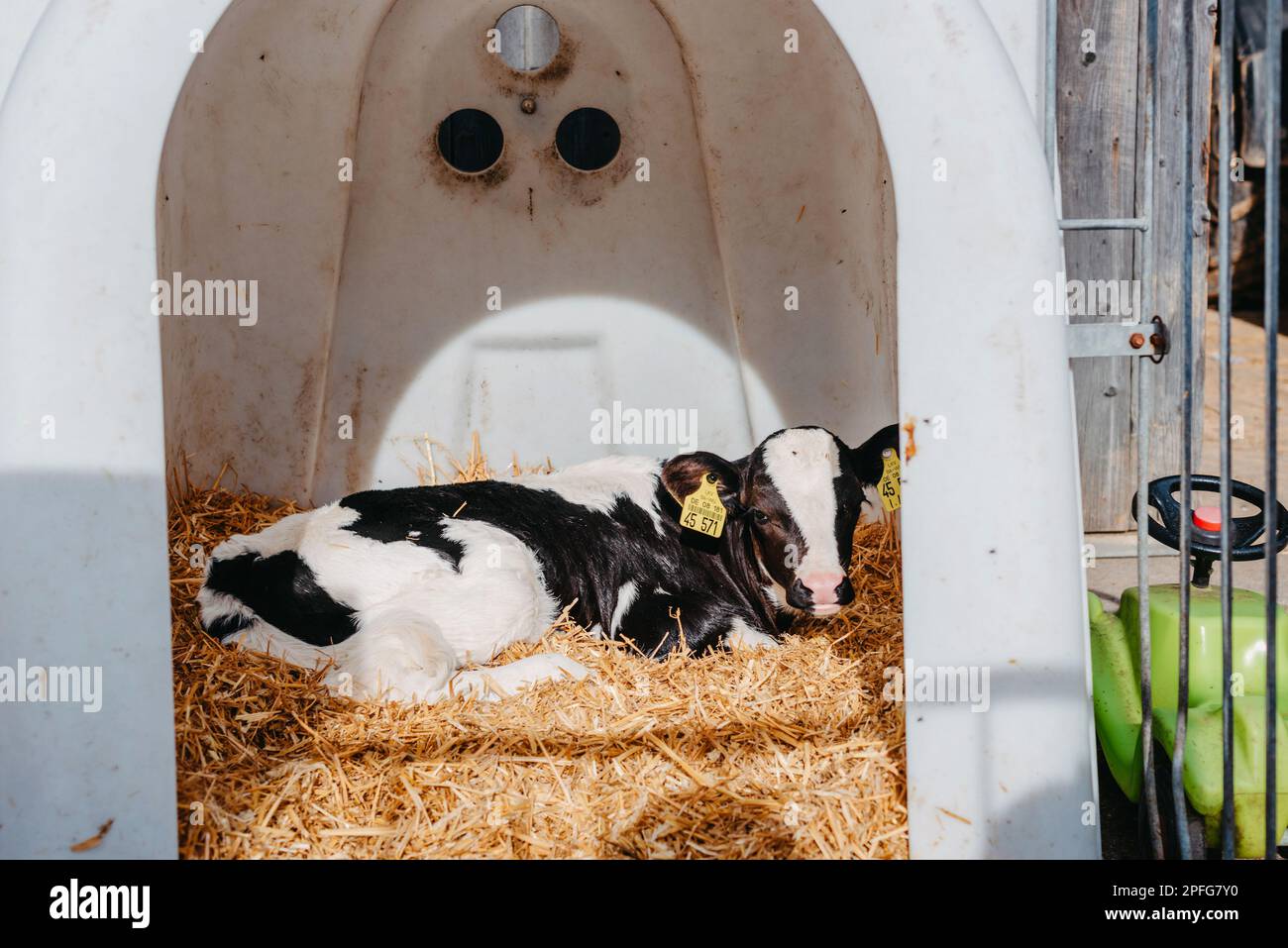 Little calf with yellow ear tags standing in cage in sunny livestock ...