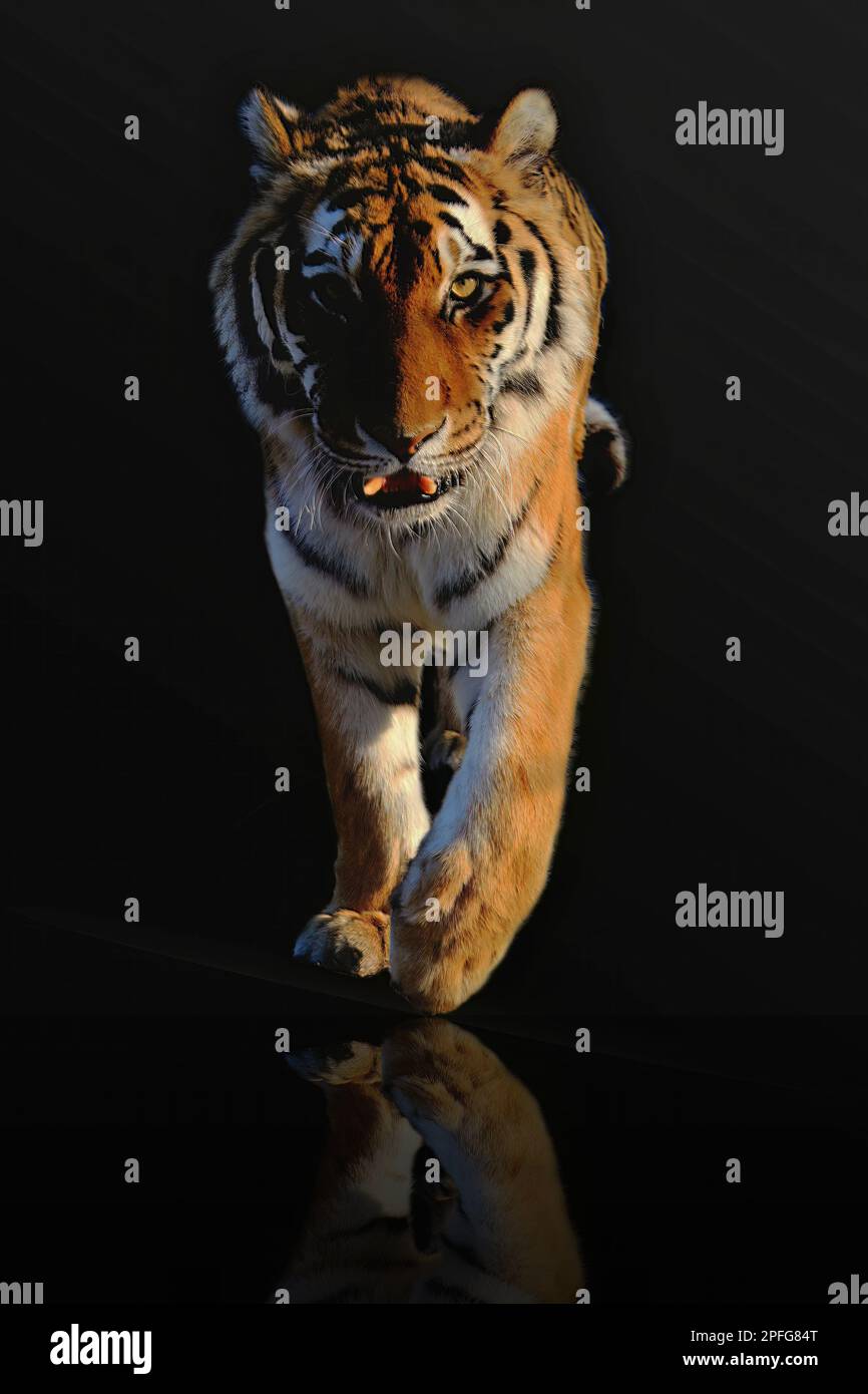 Tiger looking and walking straight to camera Stock Photo - Alamy