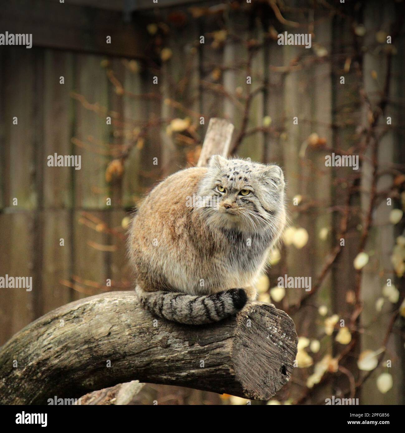 Otocolobus manul tail hi-res stock photography and images - Alamy