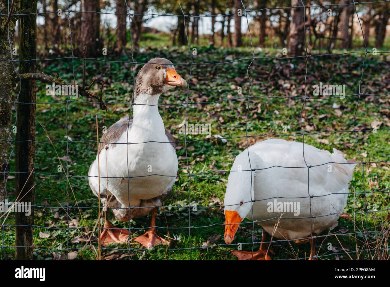Two geese caged in farm. The geese crowded into the cages. Geese on the ...