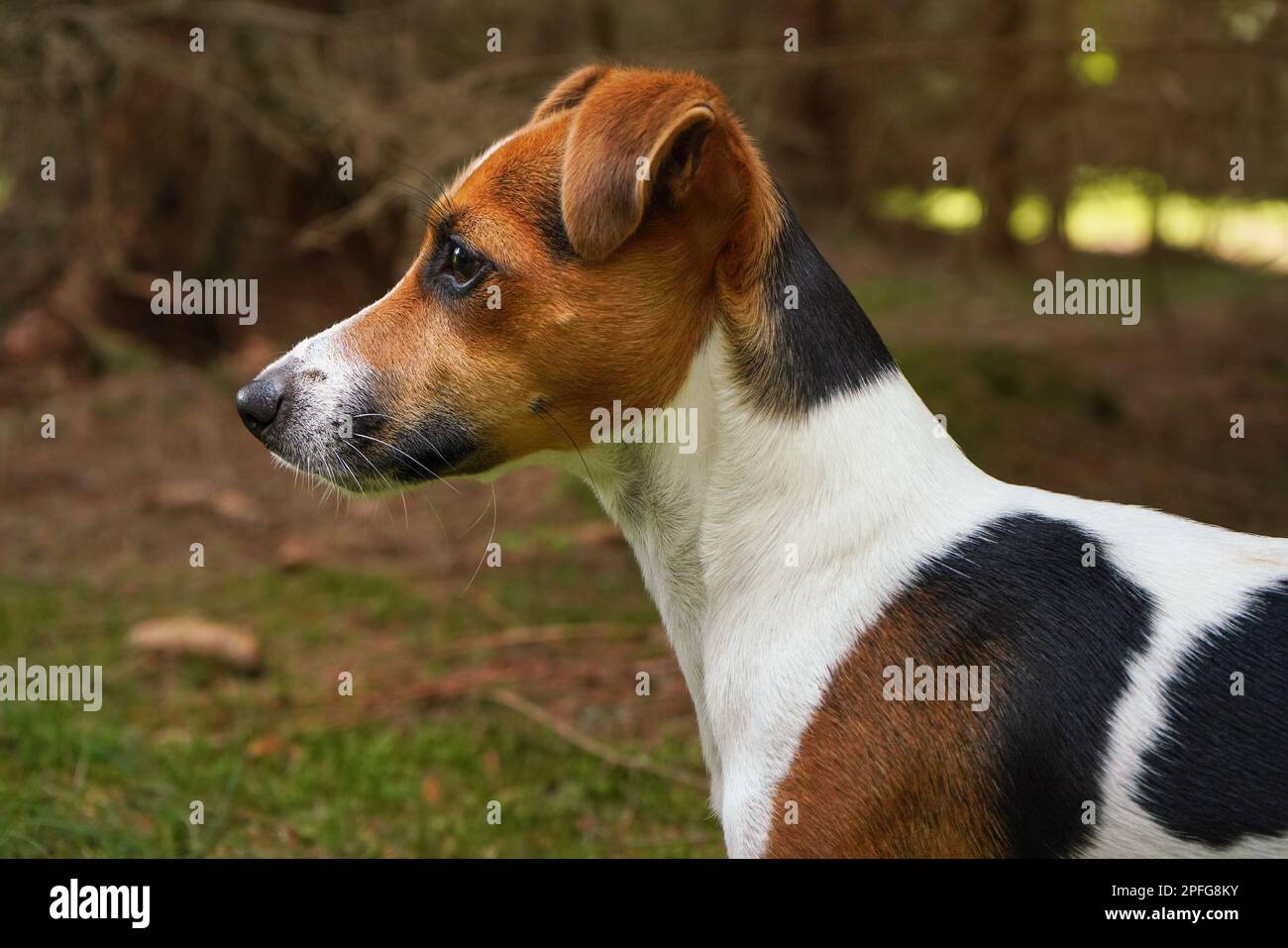 Small Jack Russell terrier standing on forest footpath, closeup view ...