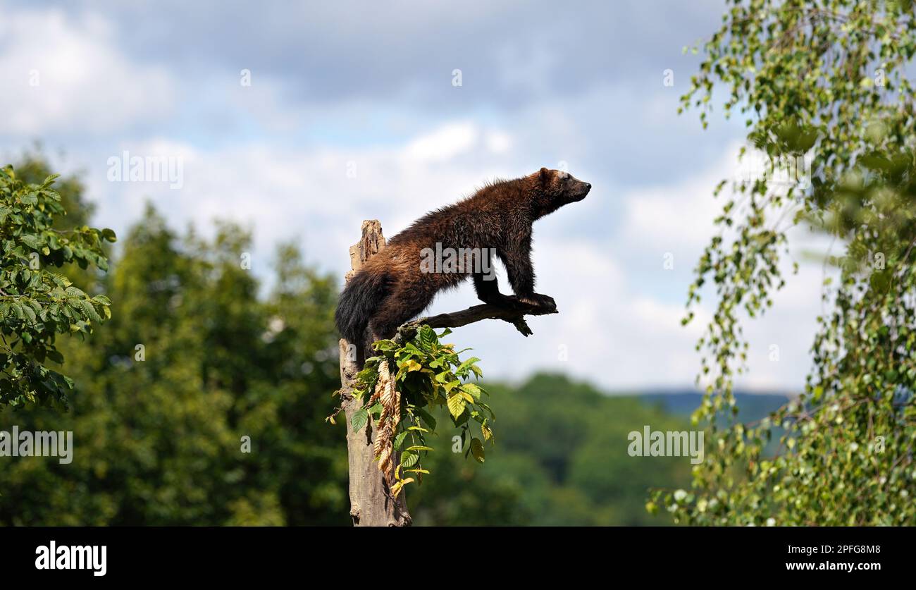Wolverine aka wolverene - Gulo gulo - resting on top of dry tree ...