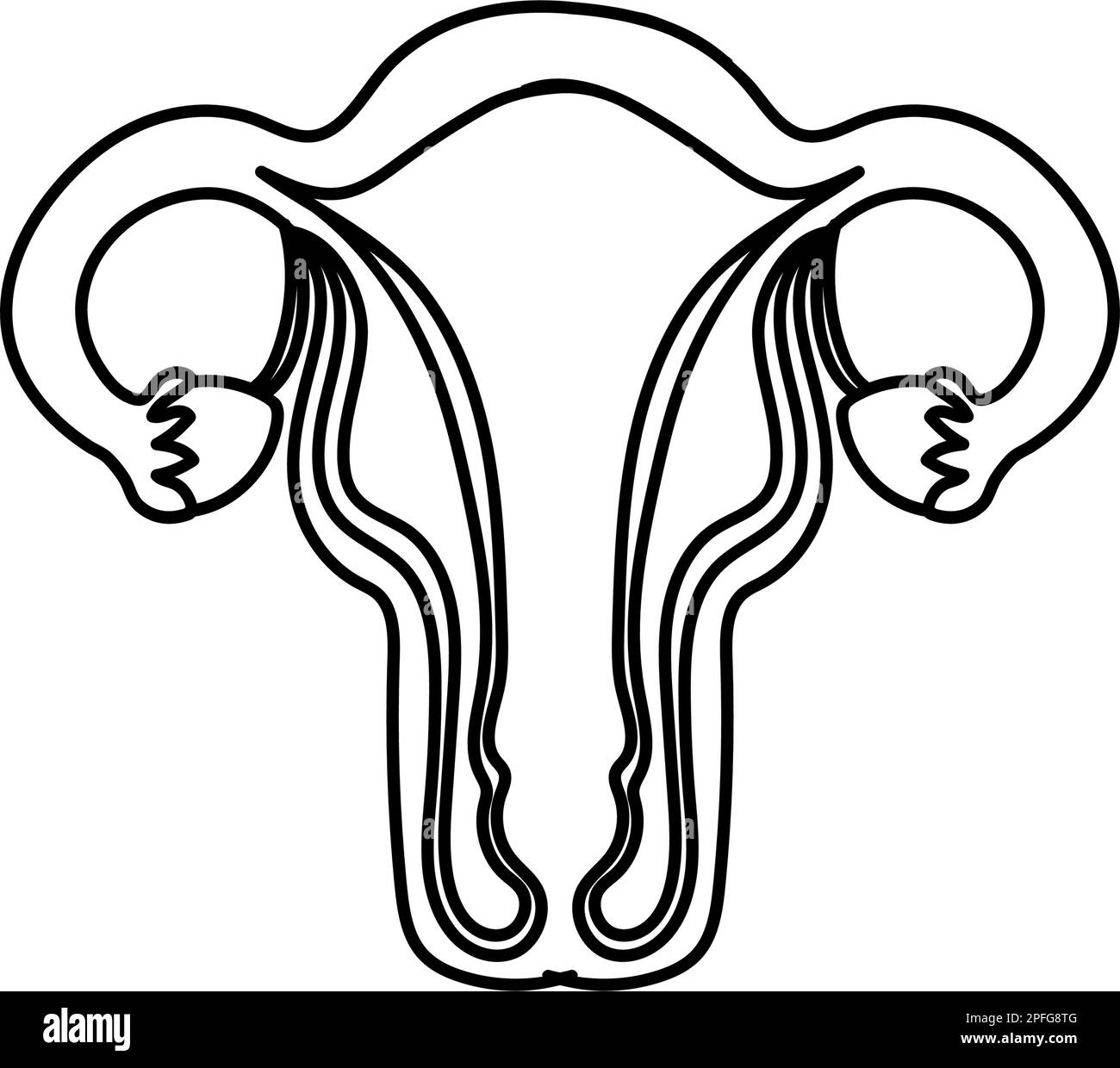 Uterus Line Art Female Reproductive Organ Vector Stock Vector Image