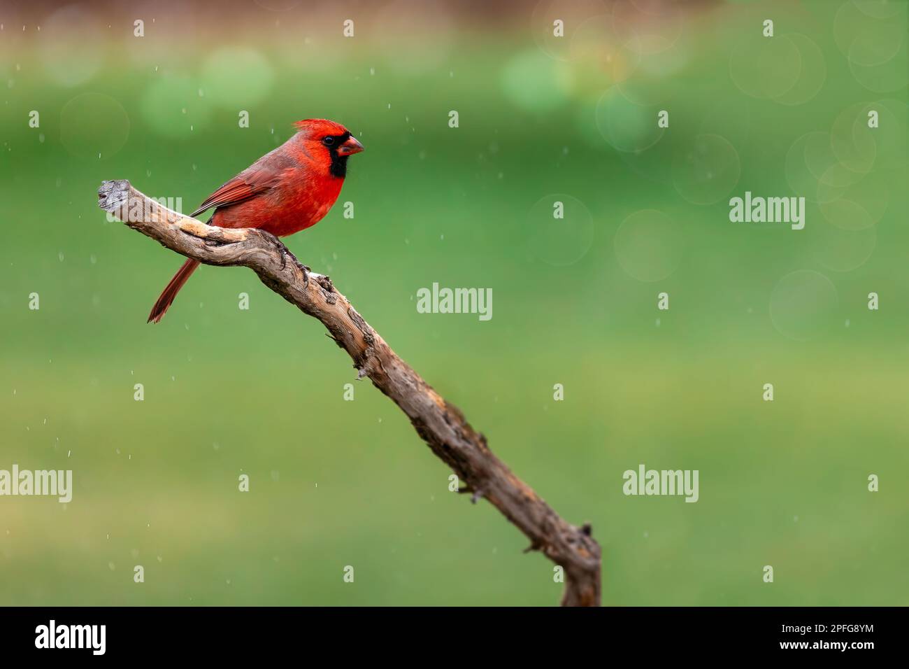 A vivid red Northern Cardinal perched on a slender branch in the midst ...