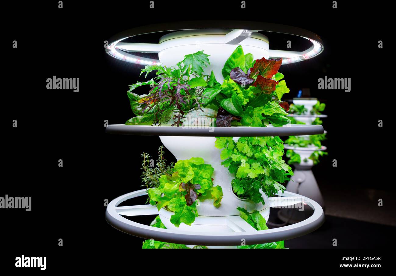 Fresh greens and salads growing in a modern mobile vertical garden ...