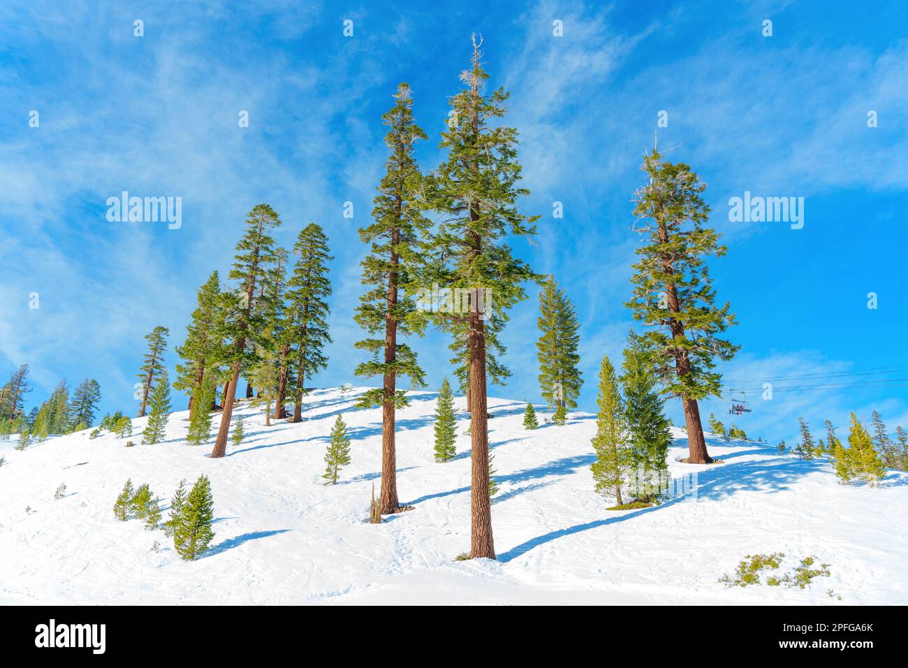 Snow-covered peak of Mammoth Mountain with tall evergreen trees against ...