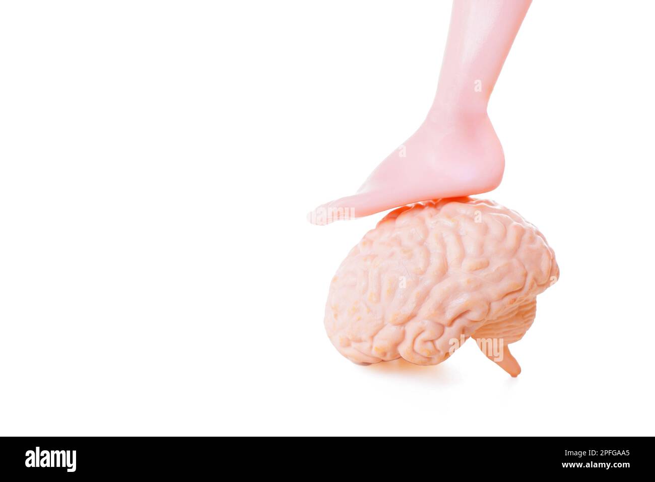 Close-up view of a doll's foot placed on top of a detailed anatomical ...