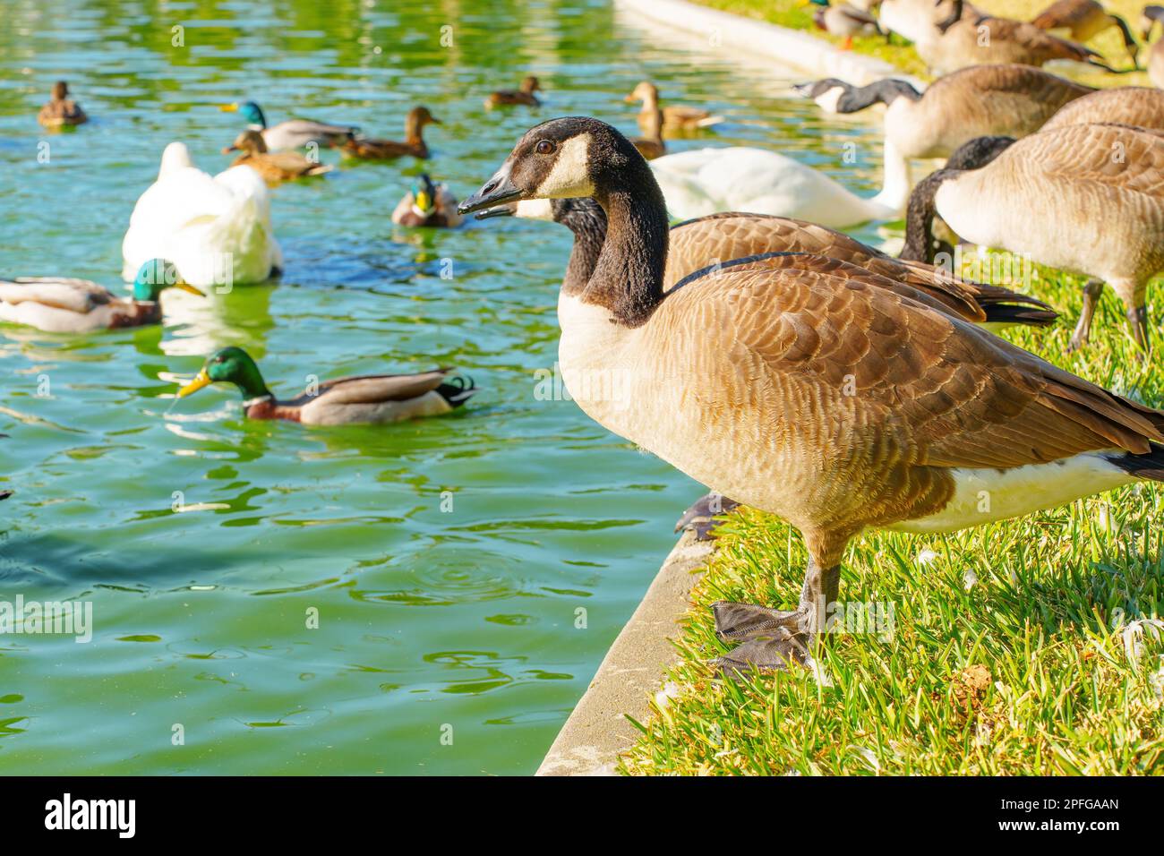Wild black geese, swans and ducks sunbathing by a green lake and ...