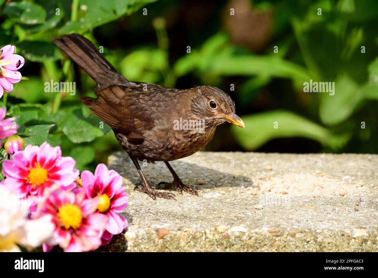 Cheeky birds hi-res stock photography and images - Alamy