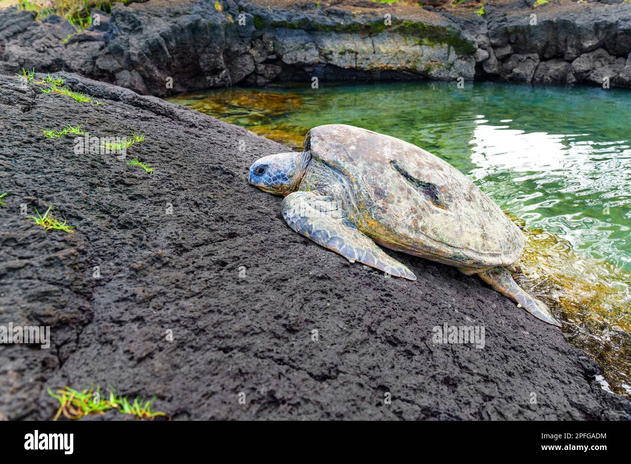 Green Sea Turtle taking a breather on the volcanic shoreline Stock ...