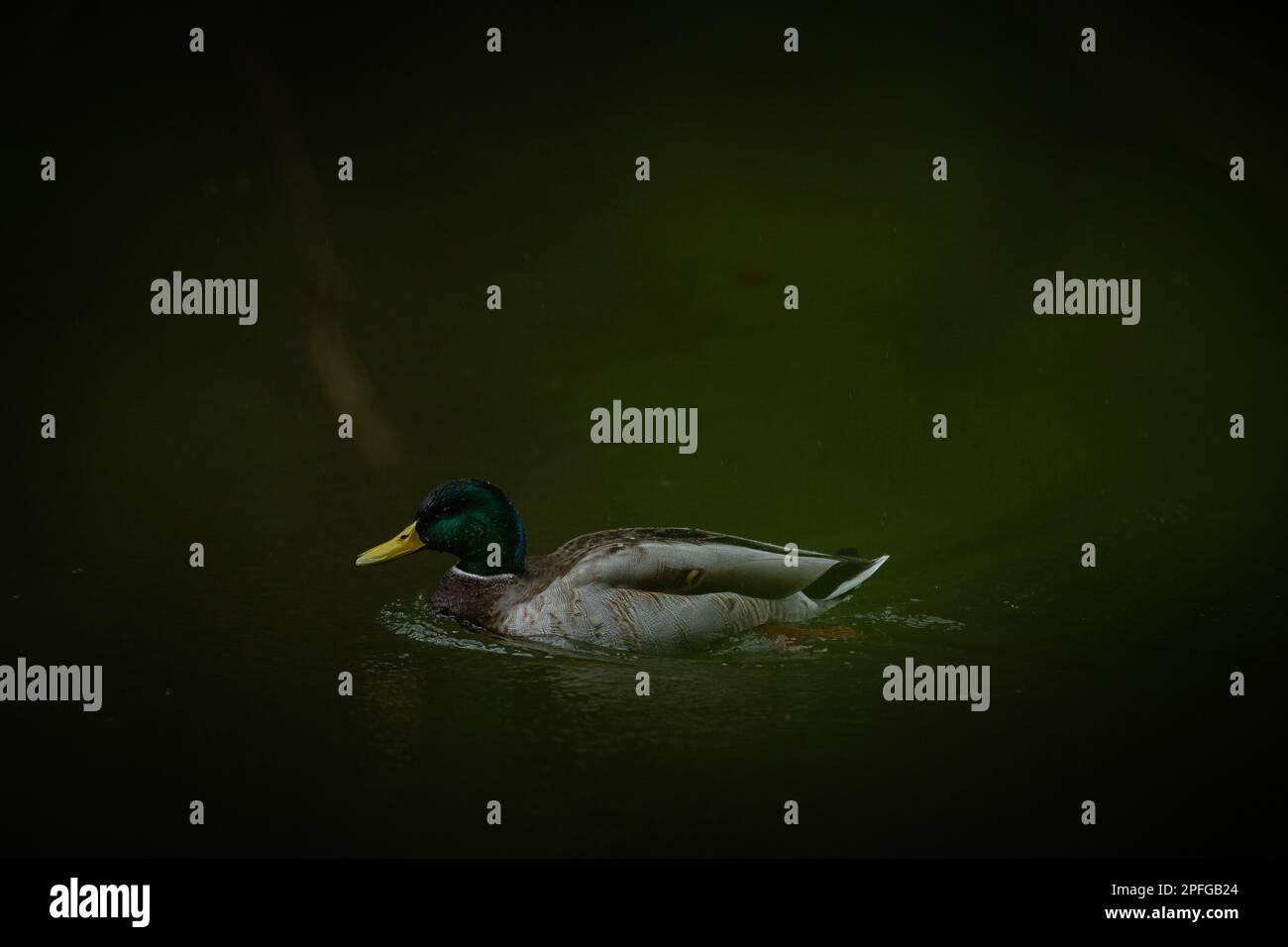 The picture shows a duck in Paris, France, on March 14, 2023. Photo by ...