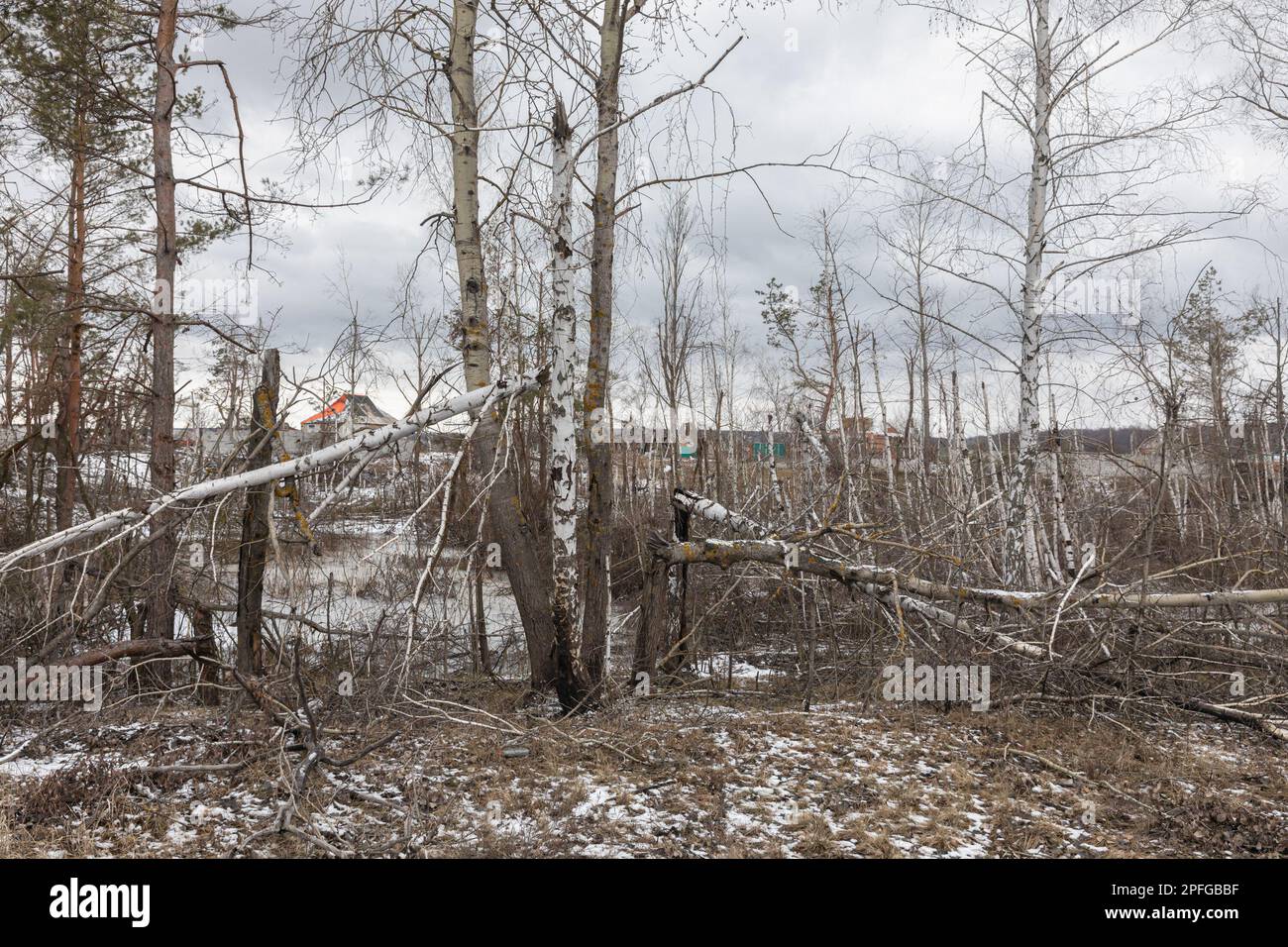 Fallen and broken trees as a result of explosions are seen in the ...